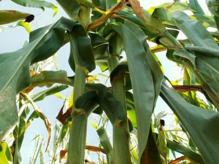 Richardson Adventure Farm: World’s Largest Corn Maze and a Whole Lot More