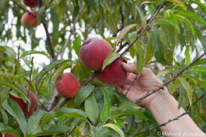 Corey Lake Orchards | Midwest Wanderer