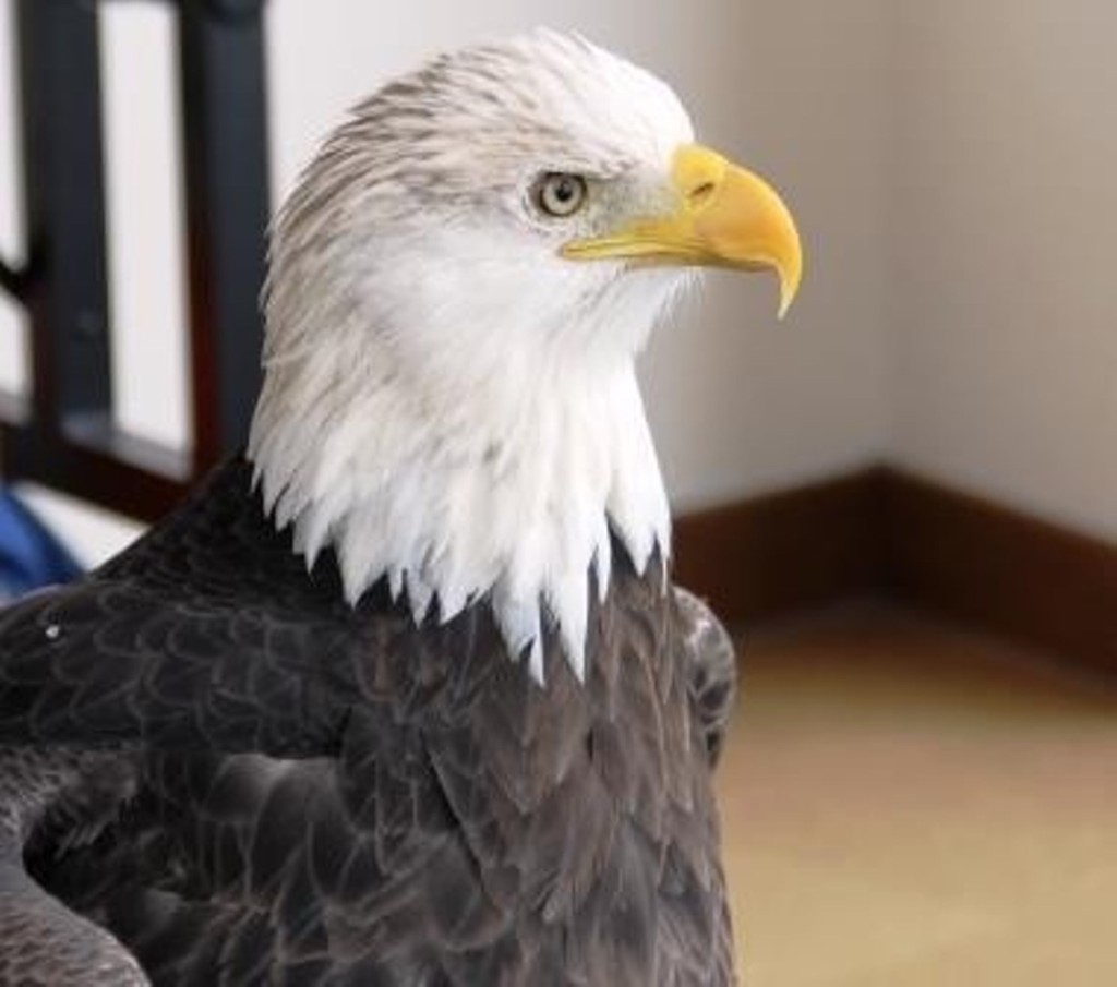 3 Great Places in Illinois for Eagle Watching