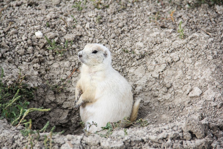 Prairie Homestead: Original Sod House and White Prairie Dogs