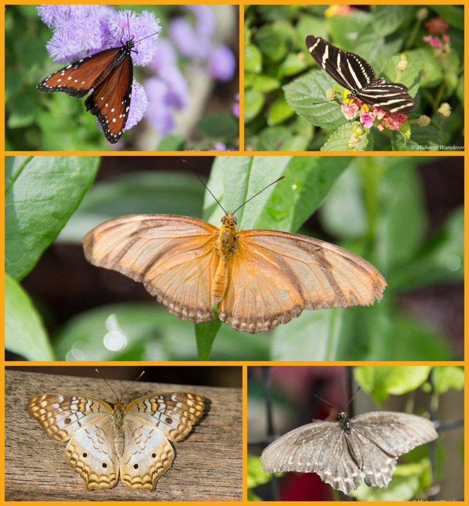 Hershey Gardens Opens Tropical Butterfly Atrium