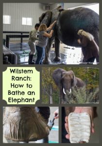 Wilstem Ranch: How to Bathe an Elephant