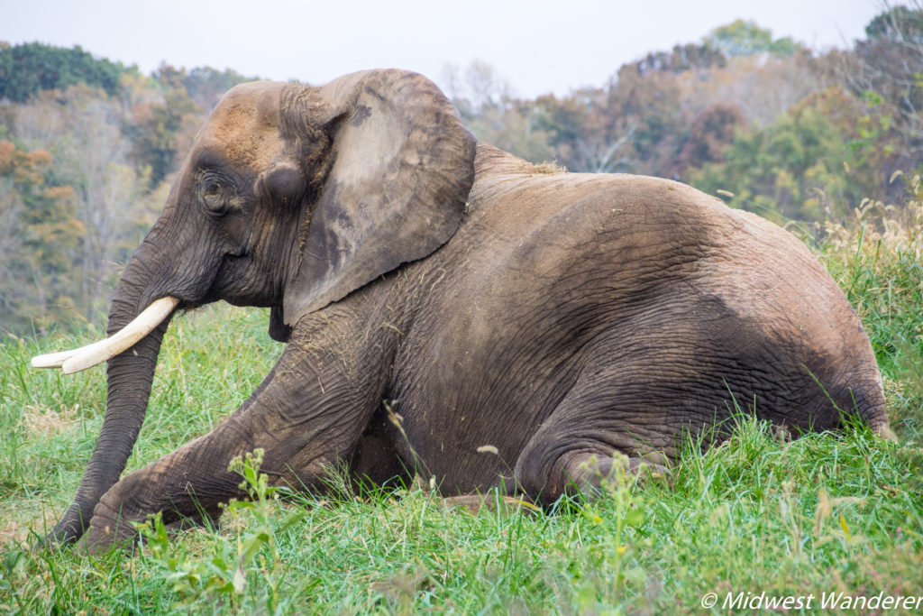 Wilstem Ranch: How to Bathe an Elephant