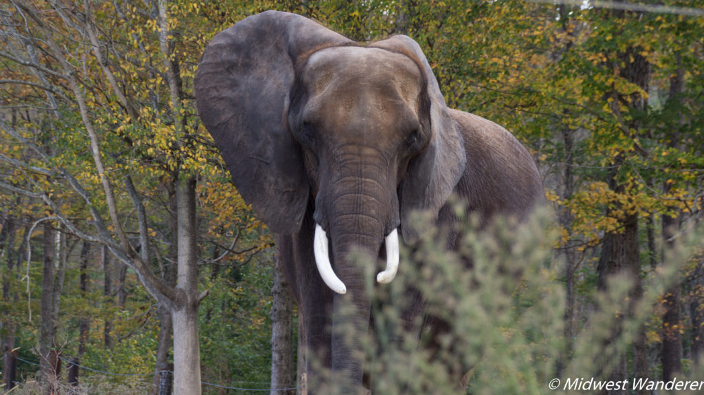 Wilstem Ranch: How to Bathe an Elephant