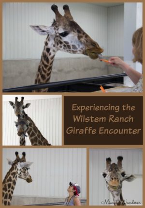 Experiencing New Wilstem Ranch Giraffe Encounter