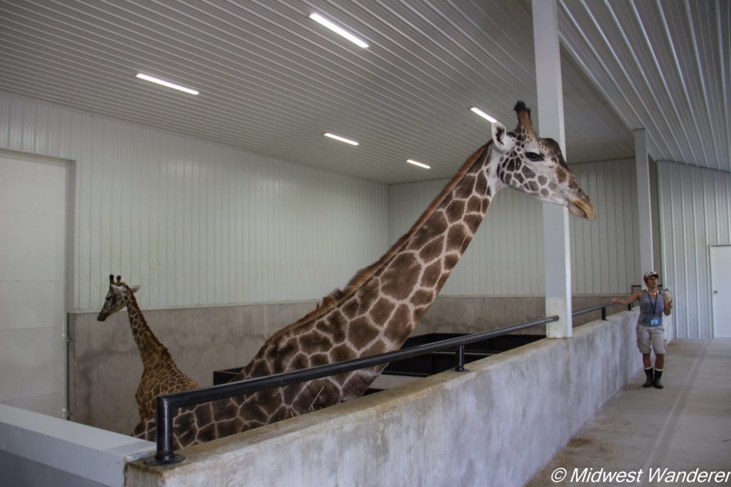 Experiencing New Wilstem Ranch Giraffe Encounter