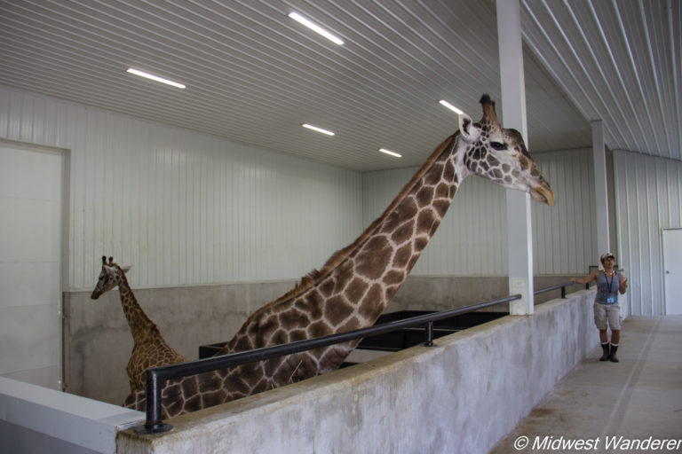 Experiencing New Wilstem Ranch Giraffe Encounter