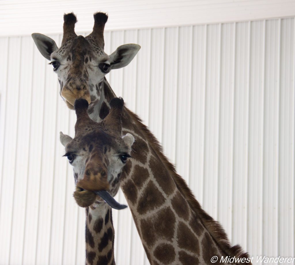 Experiencing New Wilstem Ranch Giraffe Encounter