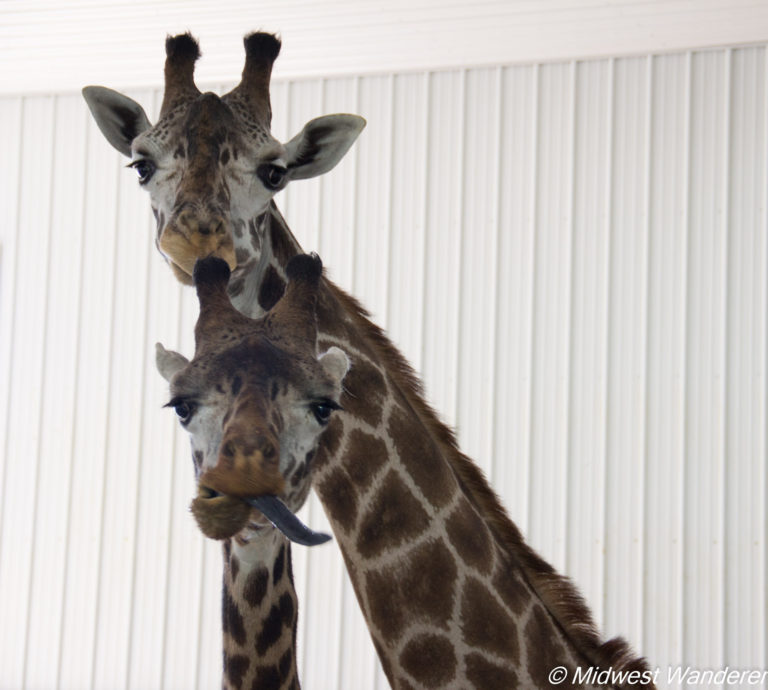 Experiencing New Wilstem Ranch Giraffe Encounter