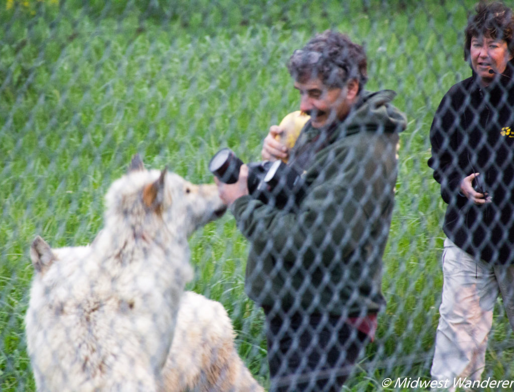 Howling with Wolves at Wolf Park