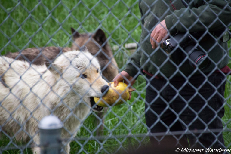 Howling with Wolves at Wolf Park