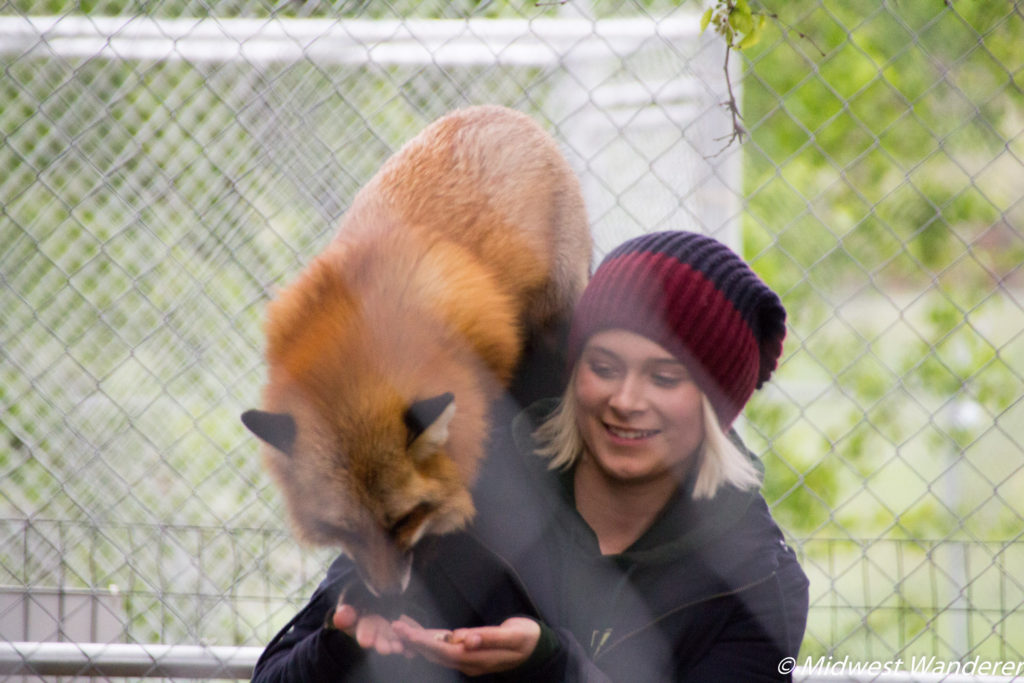 Howling with Wolves at Wolf Park