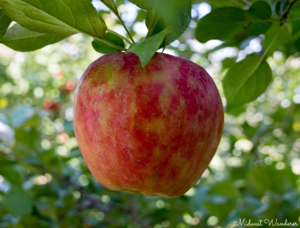 Apple Time at Peake Orchards