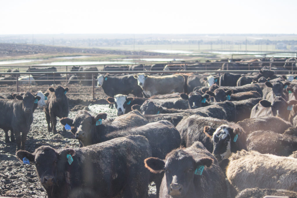 Dodge City Trolley Tour: Exploring Queen of Cow Towns