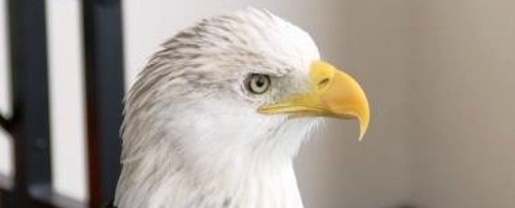 Eagle Watching on the Mississippi Flyway