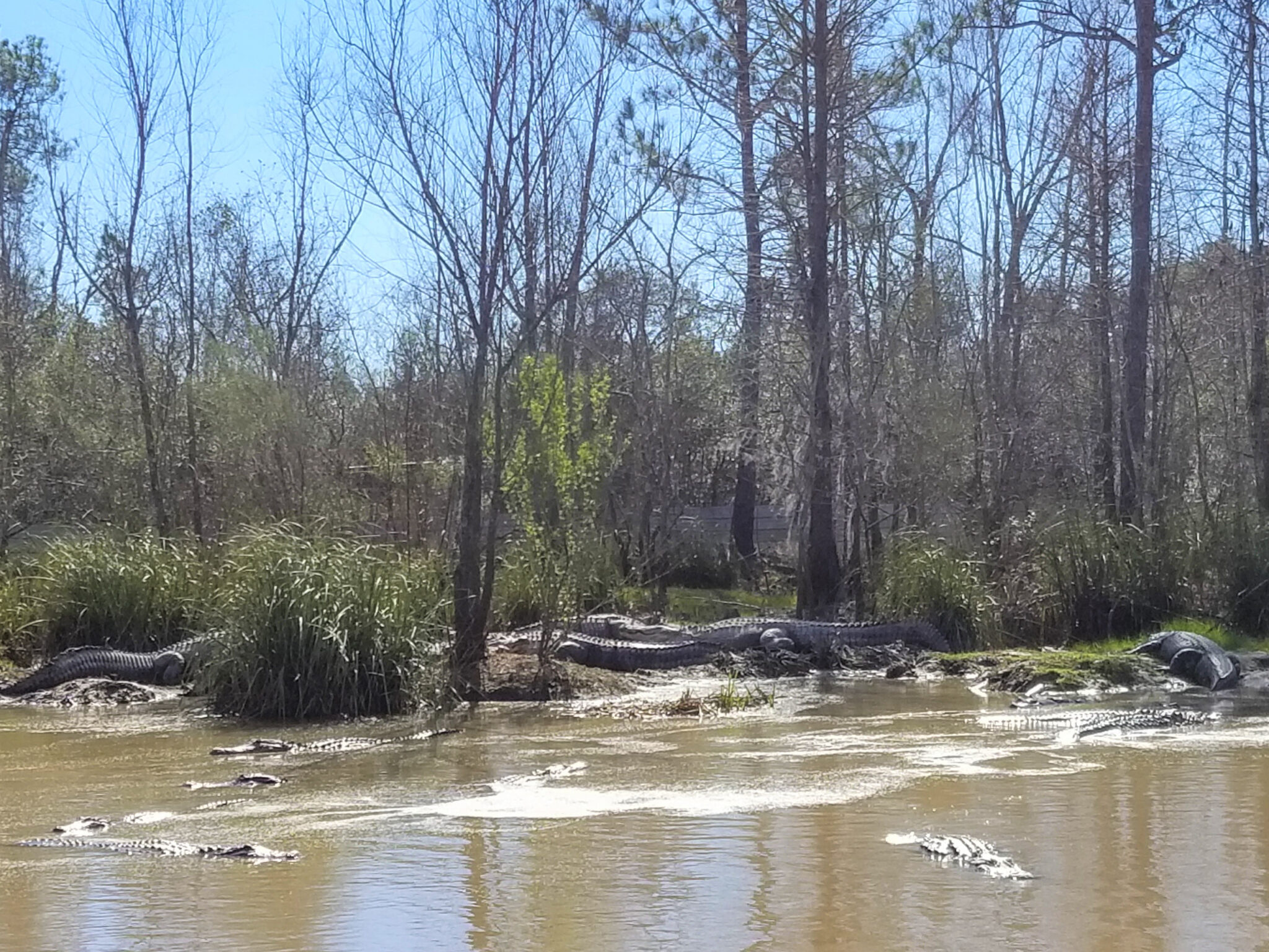 Gulf Coast Gator Ranch: Exploring the Swamp in an Airboat
